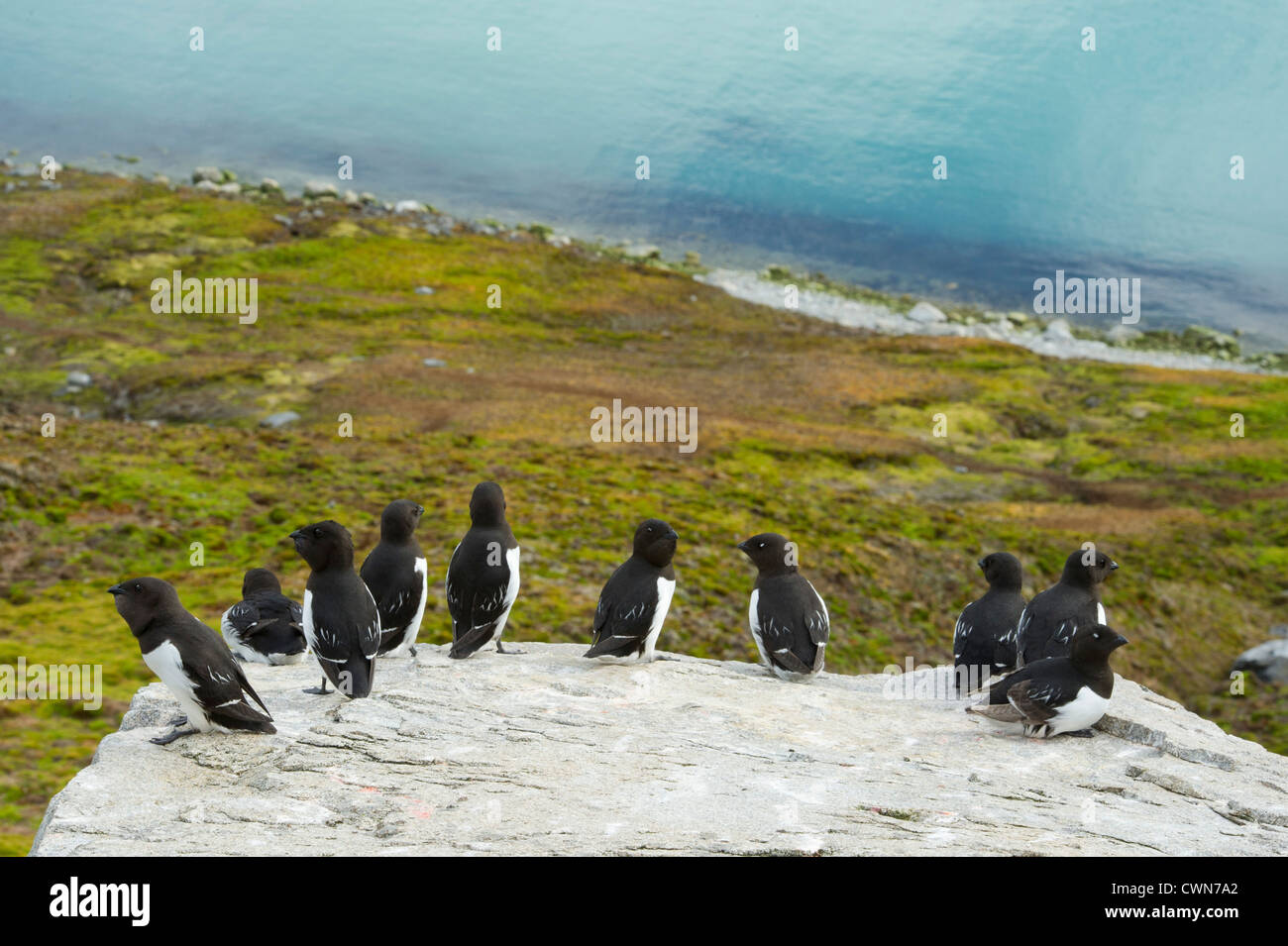 Little auk colony, Alle alle, Magdalenefjord, Spitsbergen, Svalbard ...