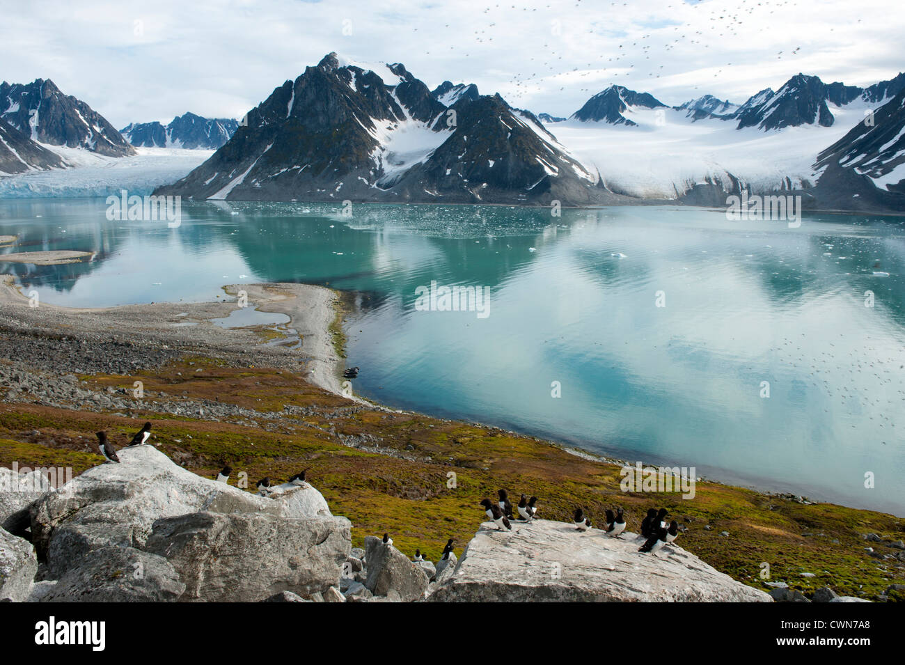 Little auk colony, Alle alle, Magdalenefjord, Spitsbergen, Svalbard ...