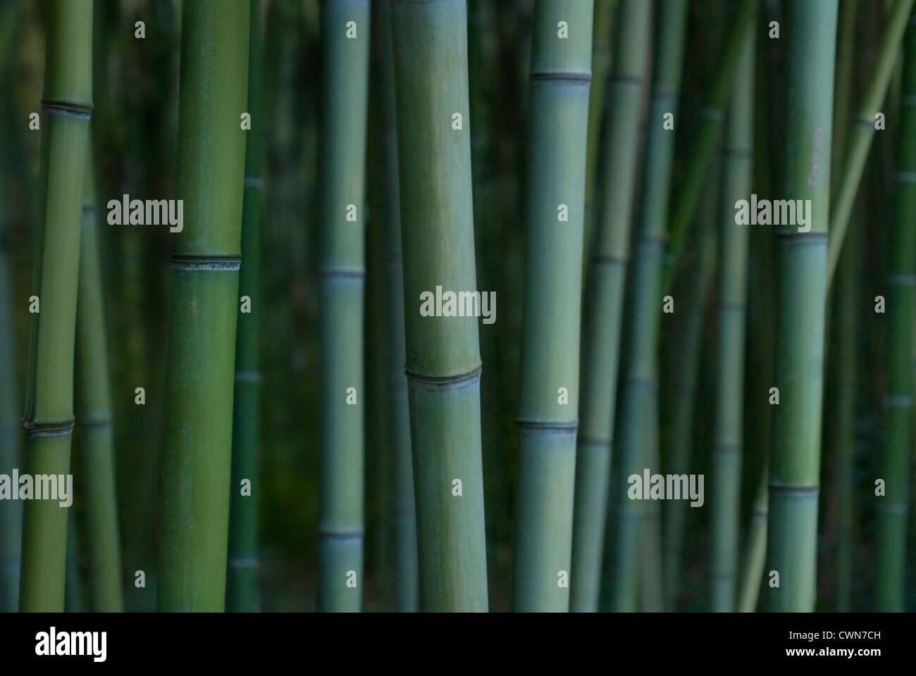 Phyllostachys decora, Bamboo, Beautiful bamboo Stock Photo - Alamy
