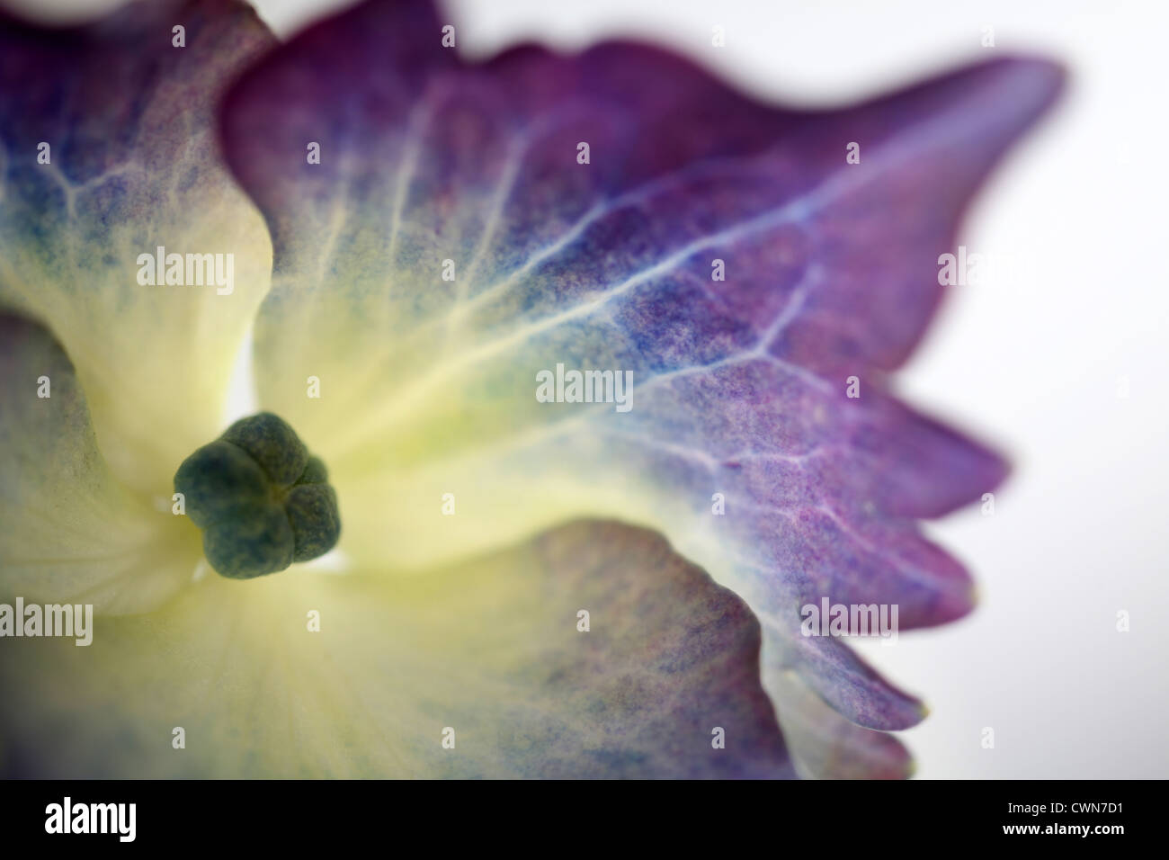 Hydrangeaceae Family Stock Photos & Hydrangeaceae Family Stock Images ...