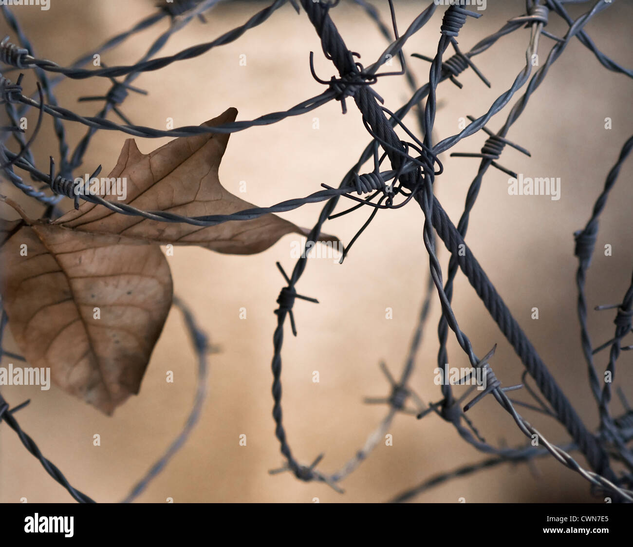 Curled maple leaf hi-res stock photography and images - Alamy