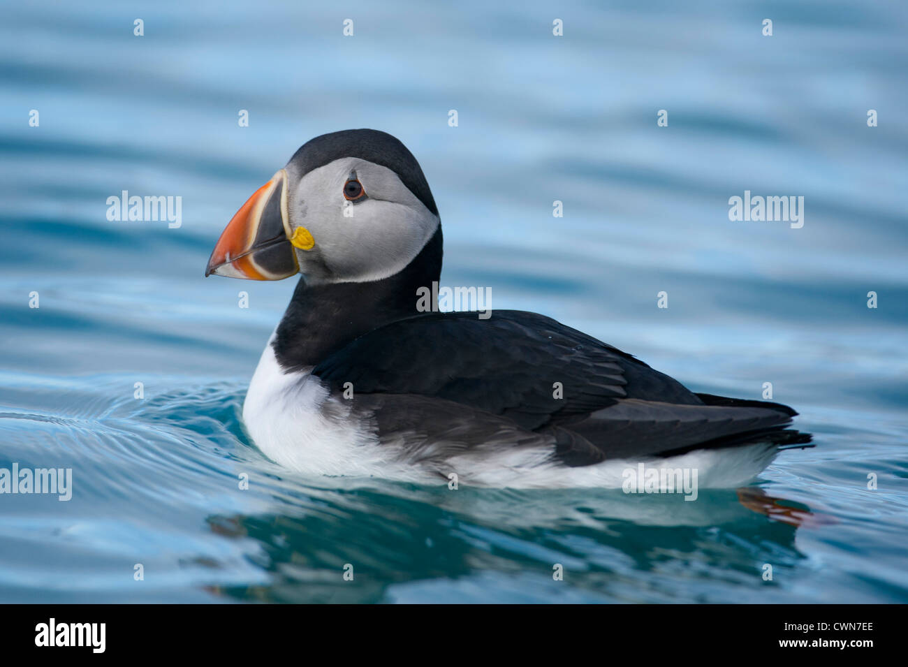 Puffins Swimming