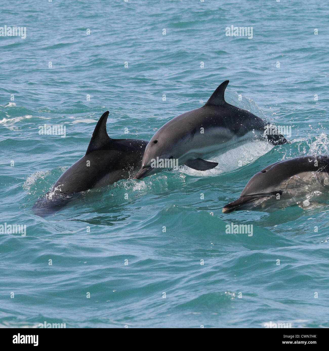 Delphinus delphis- three dolphins a small group of short-beaked common ...