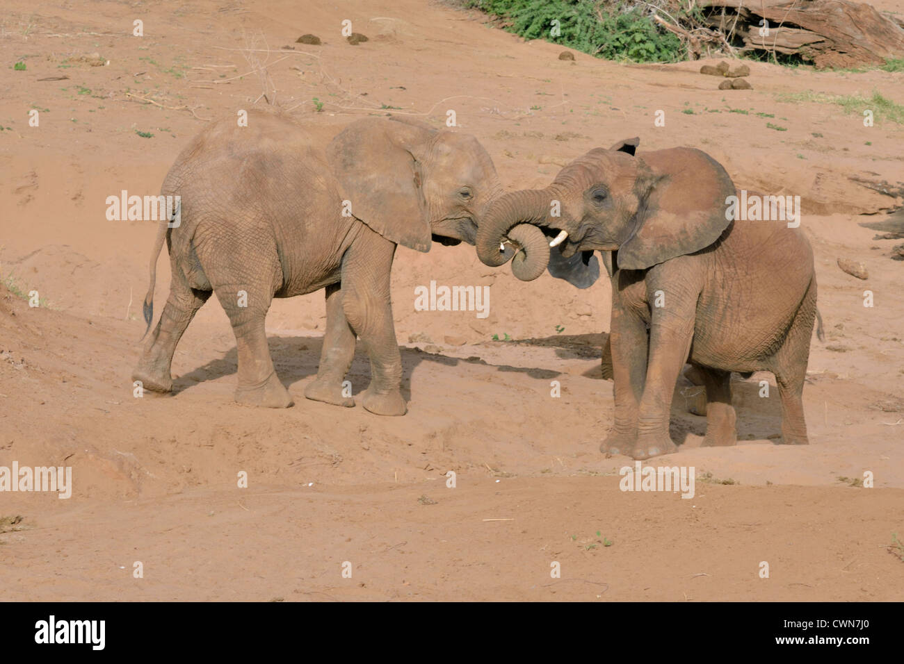 Juvenile Elephants at Play Stock Photo - Alamy