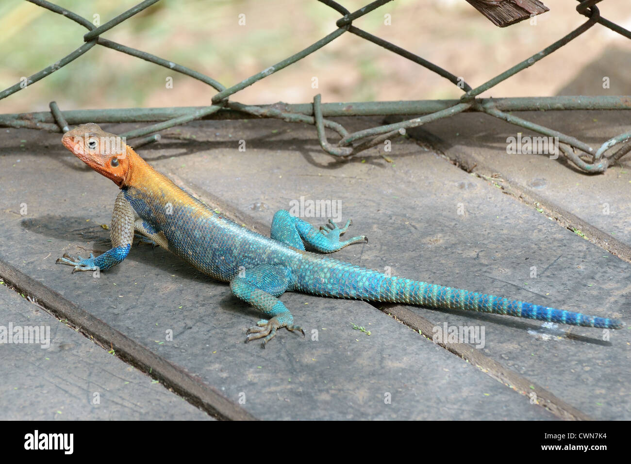 Red Headed Agama Stock Photos & Red Headed Agama Stock Images - Alamy