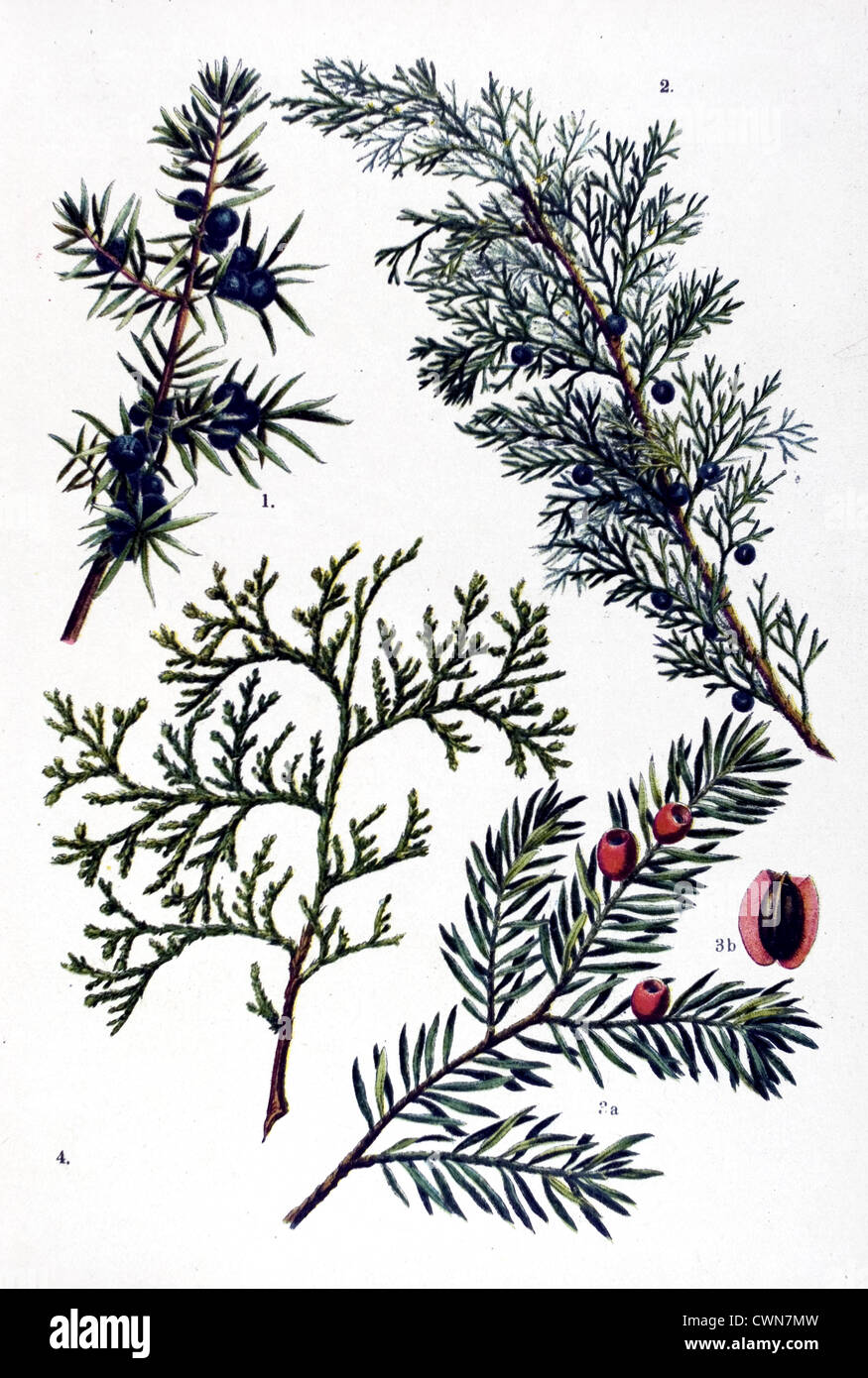 Botanical illustration juniper hi-res stock photography and images - Alamy