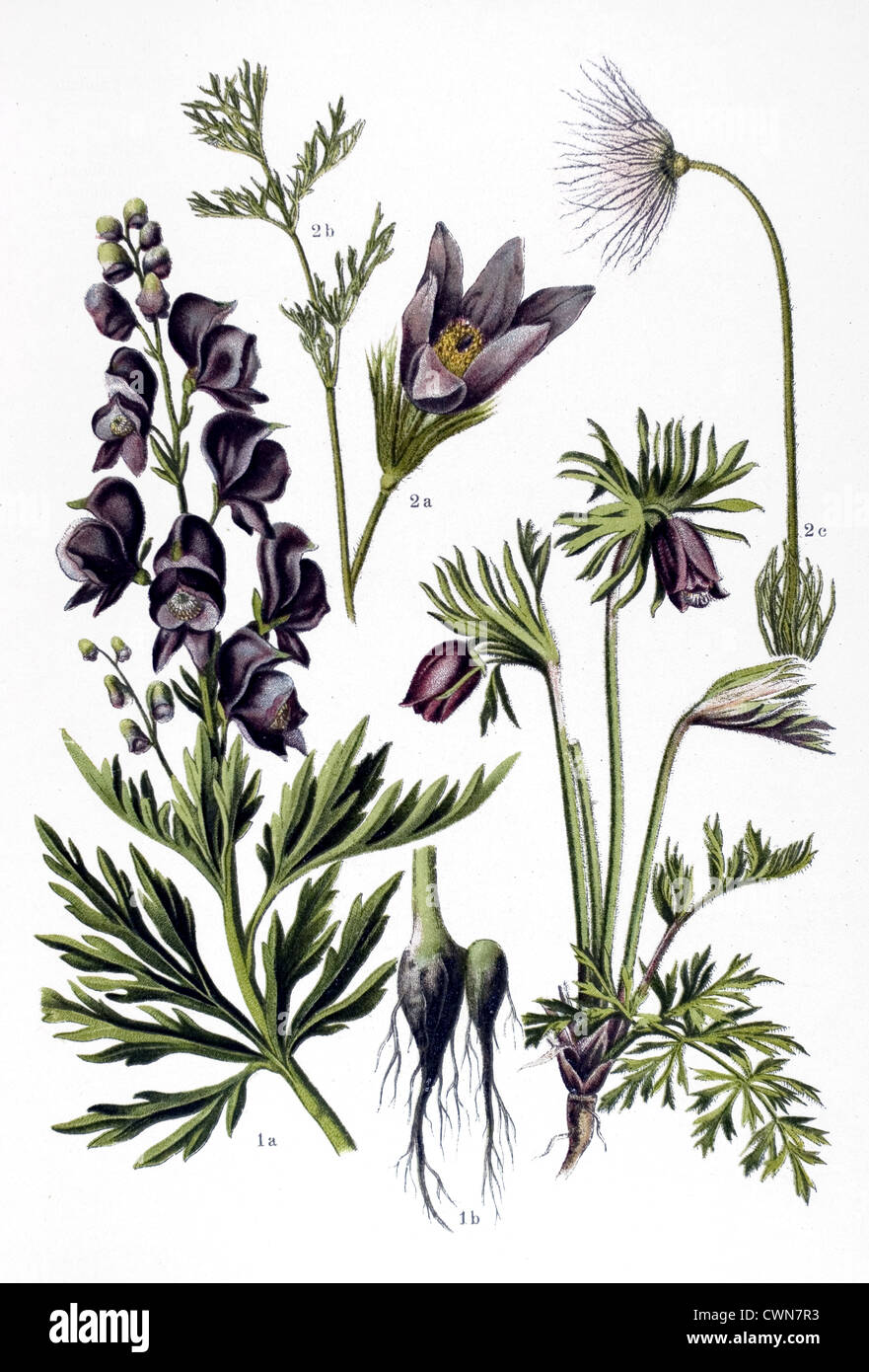 Wolfsbane hi-res stock photography and images - Alamy
