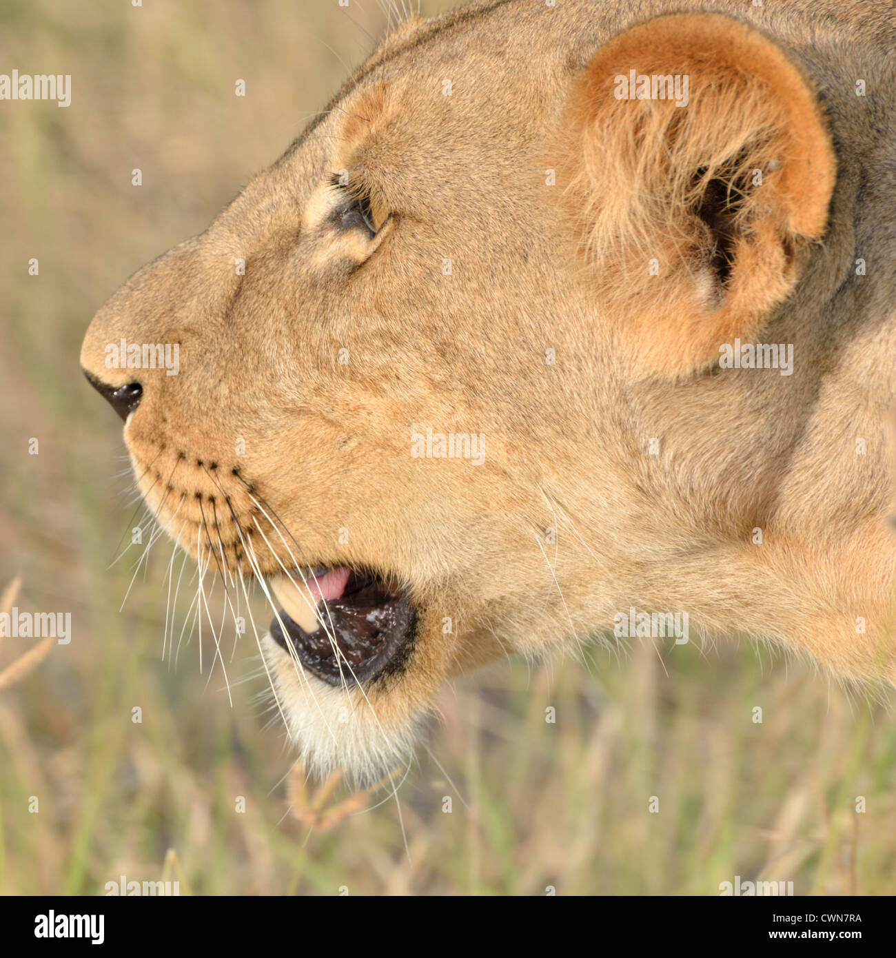 Lion panthera leo female lioness hi-res stock photography and images ...