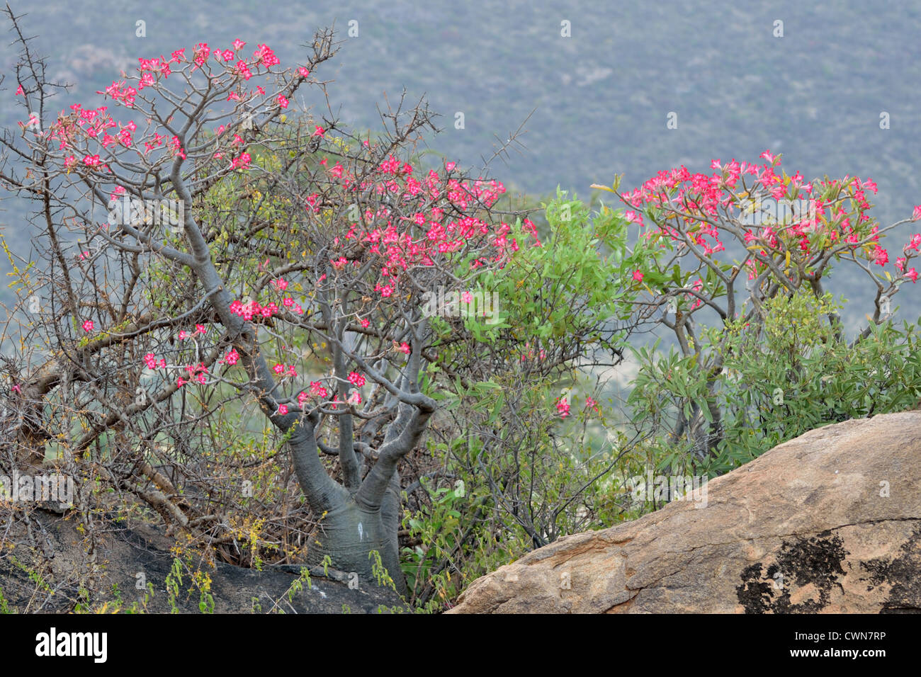 Flame tree flower hi-res stock photography and images - Alamy