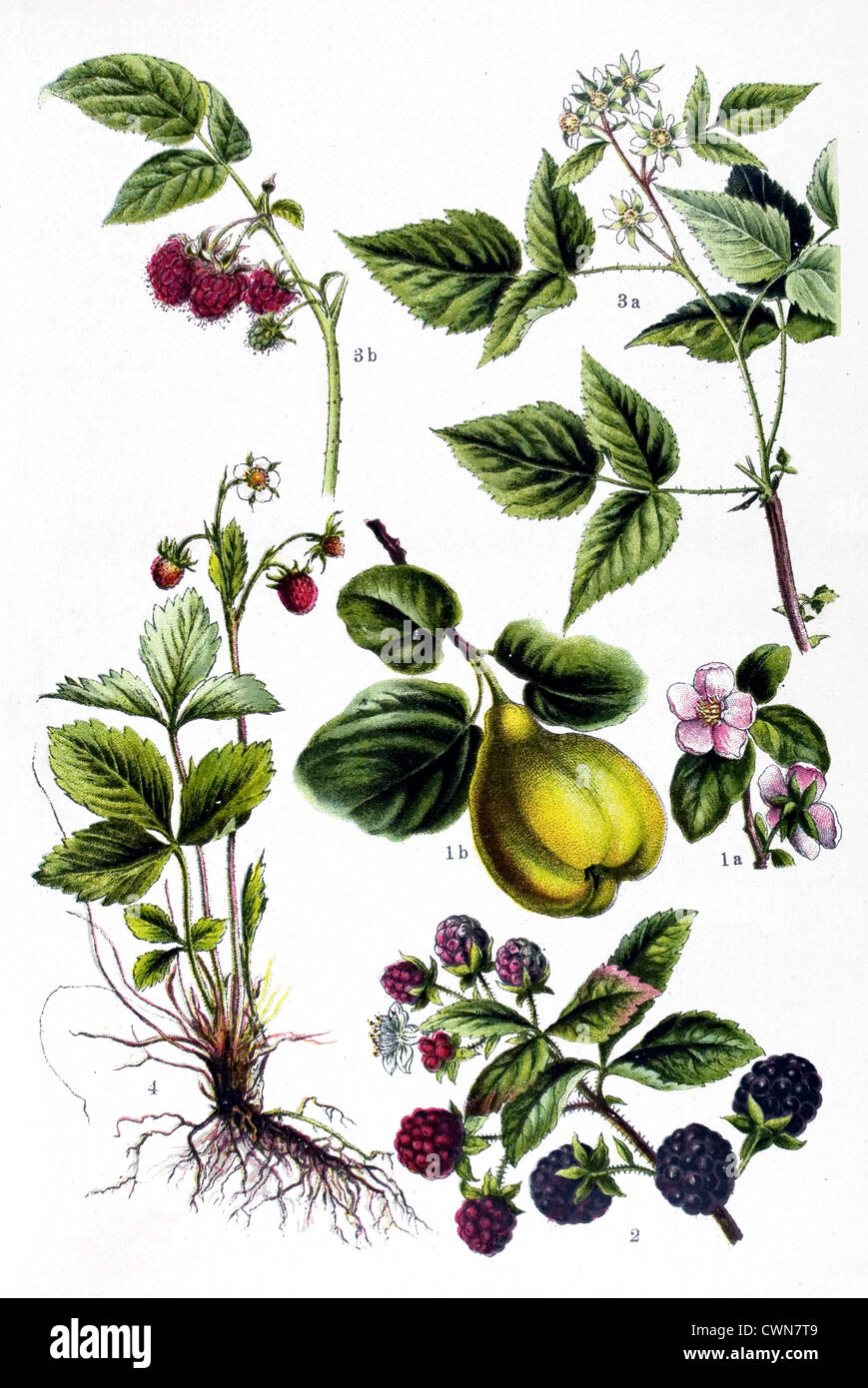 Botanical blackberry illustration hi-res stock photography and images ...
