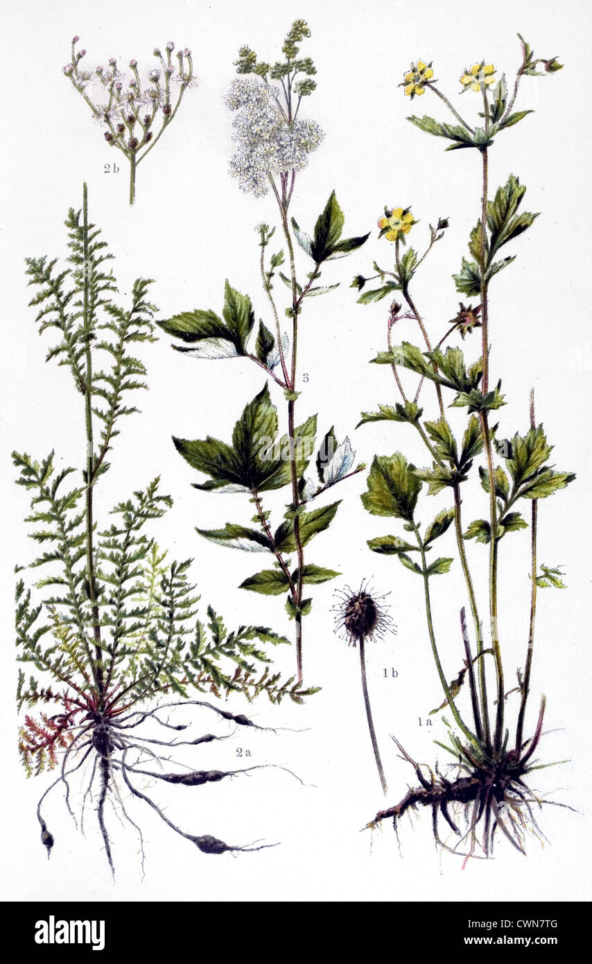 Avens and other herbs Stock Photo - Alamy