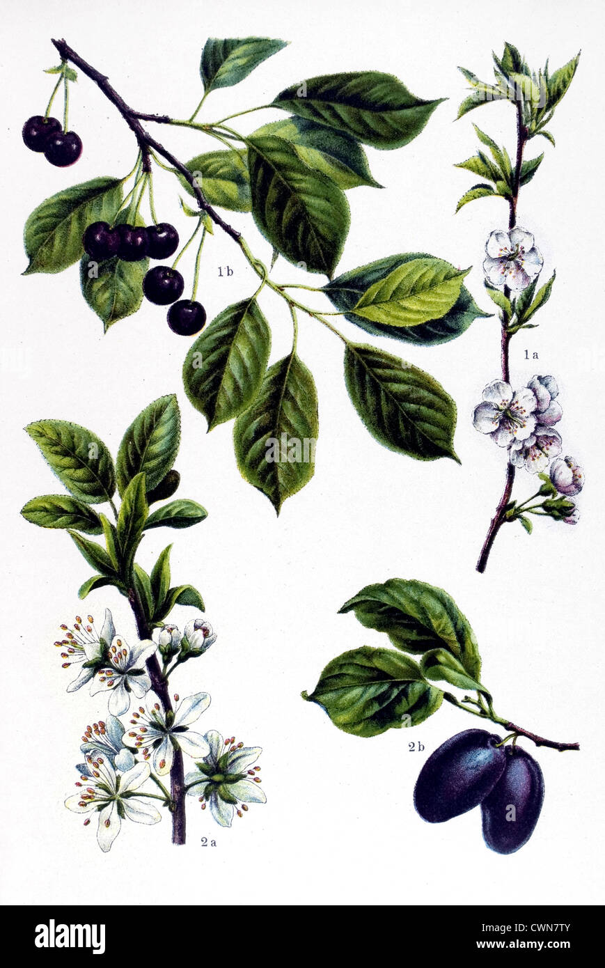 Sour cherry illustration hi-res stock photography and images - Alamy