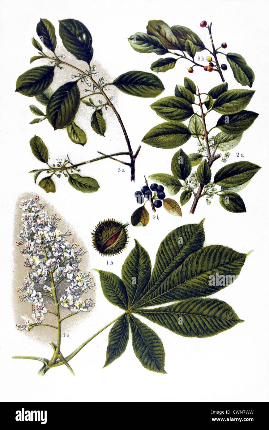 Common chestnut Cut Out Stock Images & Pictures - Alamy