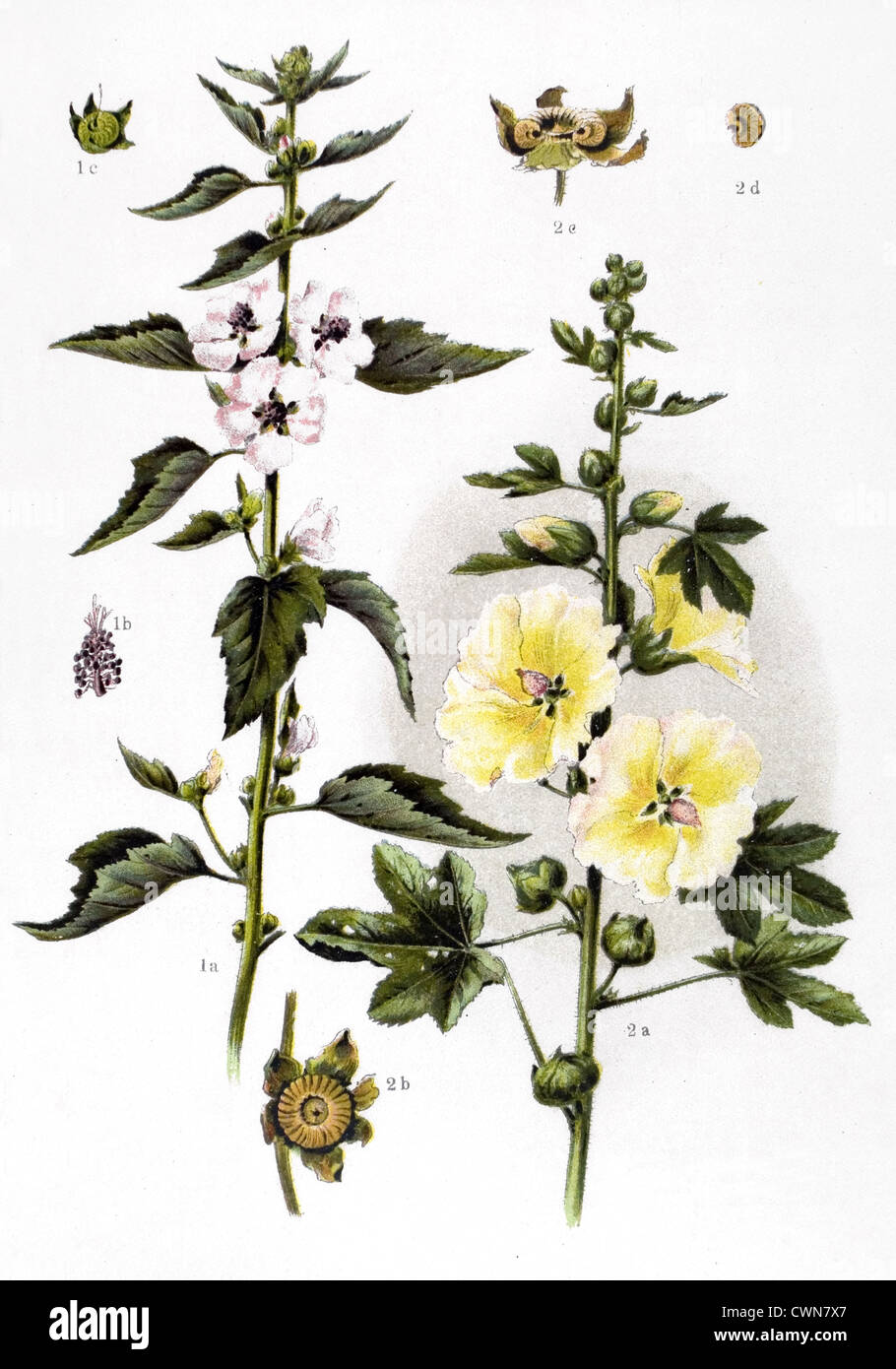 Marshmallow officinalis hi-res stock photography and images - Alamy