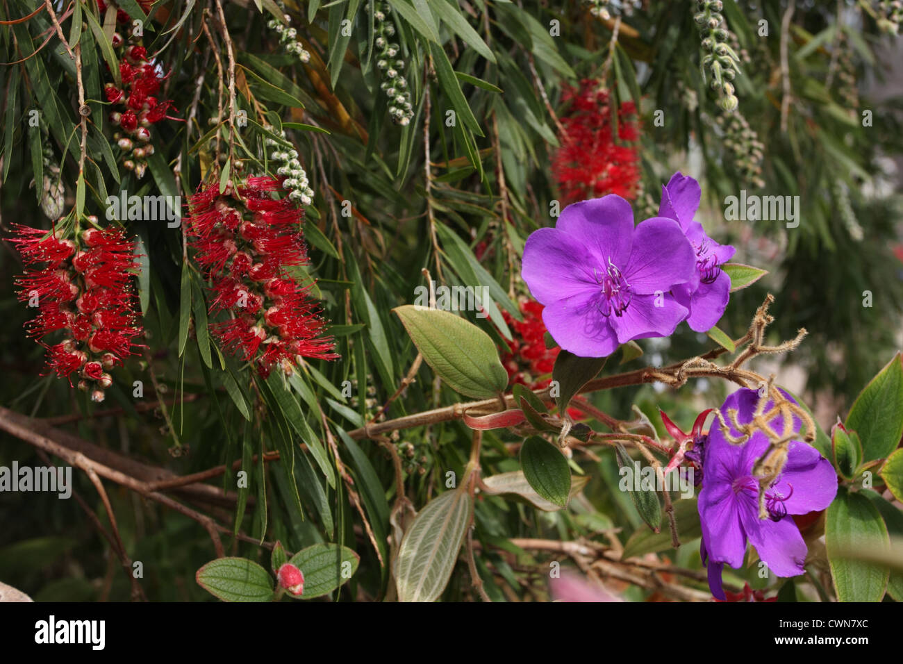 Flowers in blossom, Madeira island Stock Photo - Alamy