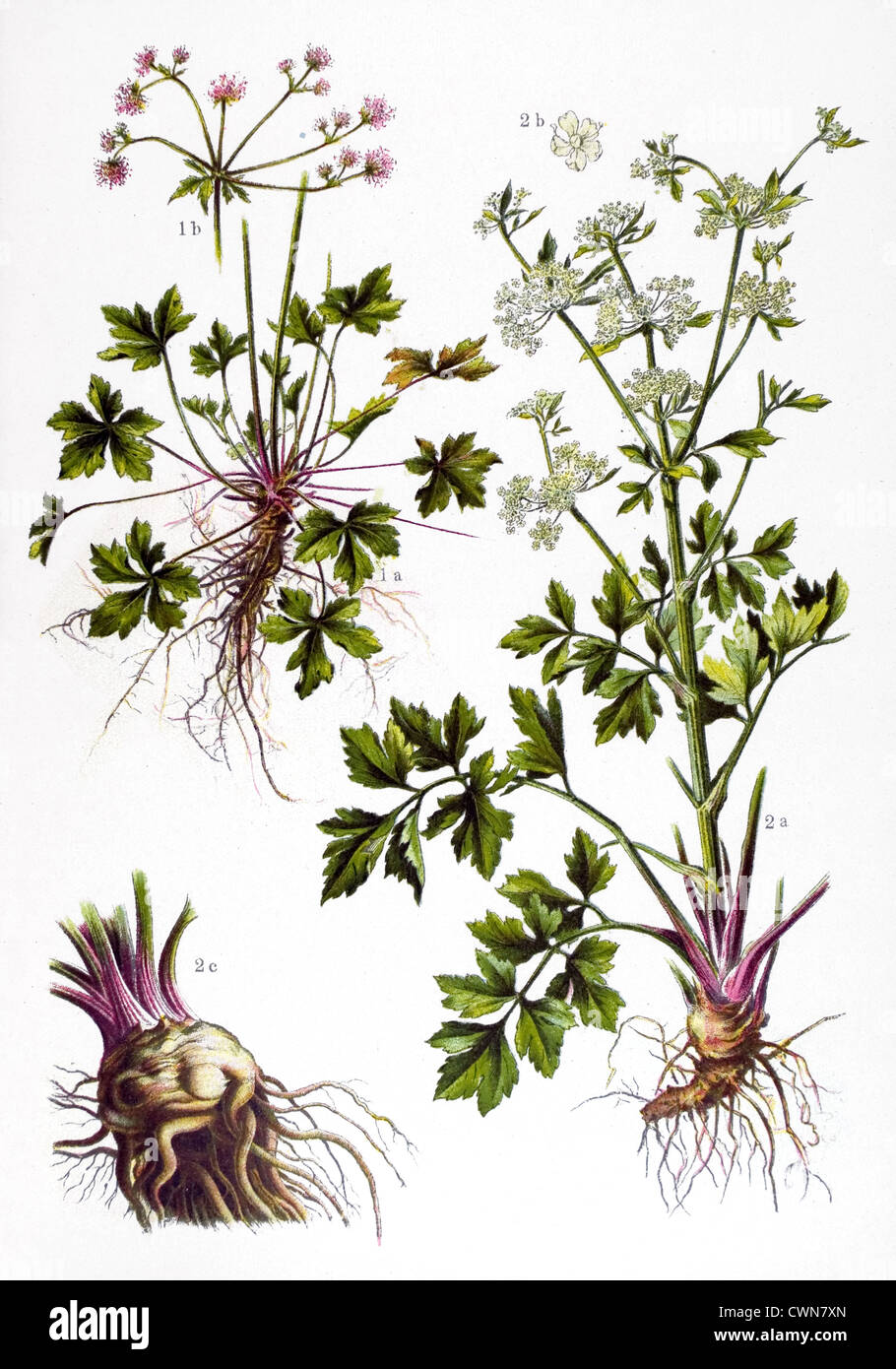 Sanicle or wood sanicle and other herbs Stock Photo - Alamy