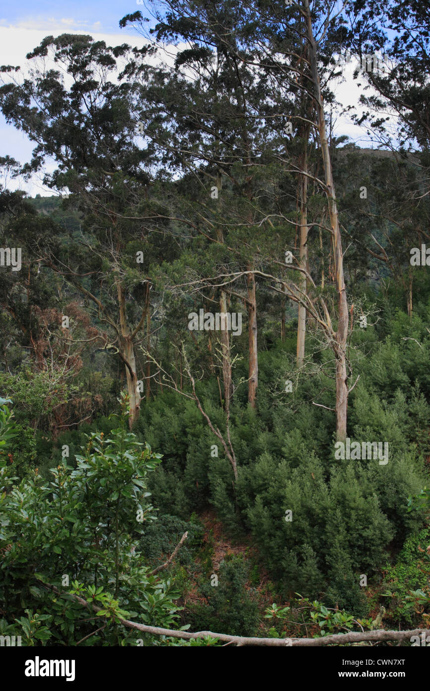 Eucalypt forest, Madeira Stock Photo - Alamy