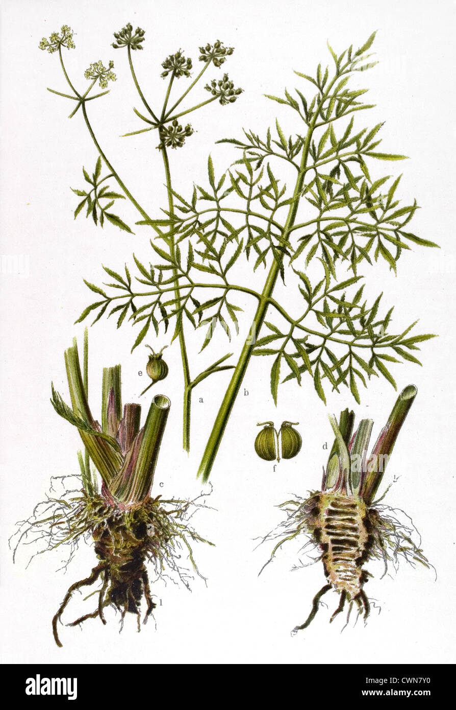 Water hemlock botanical illustration hi-res stock photography and ...