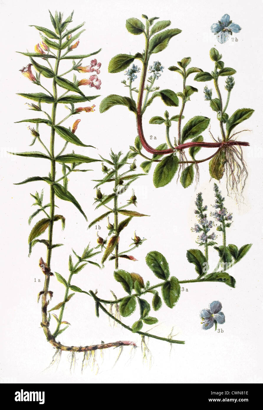 Hyssop plant hi-res stock photography and images - Alamy