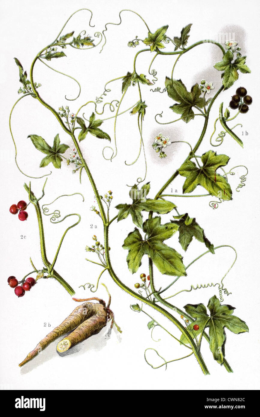 Bryony bryonia alba hi-res stock photography and images - Alamy