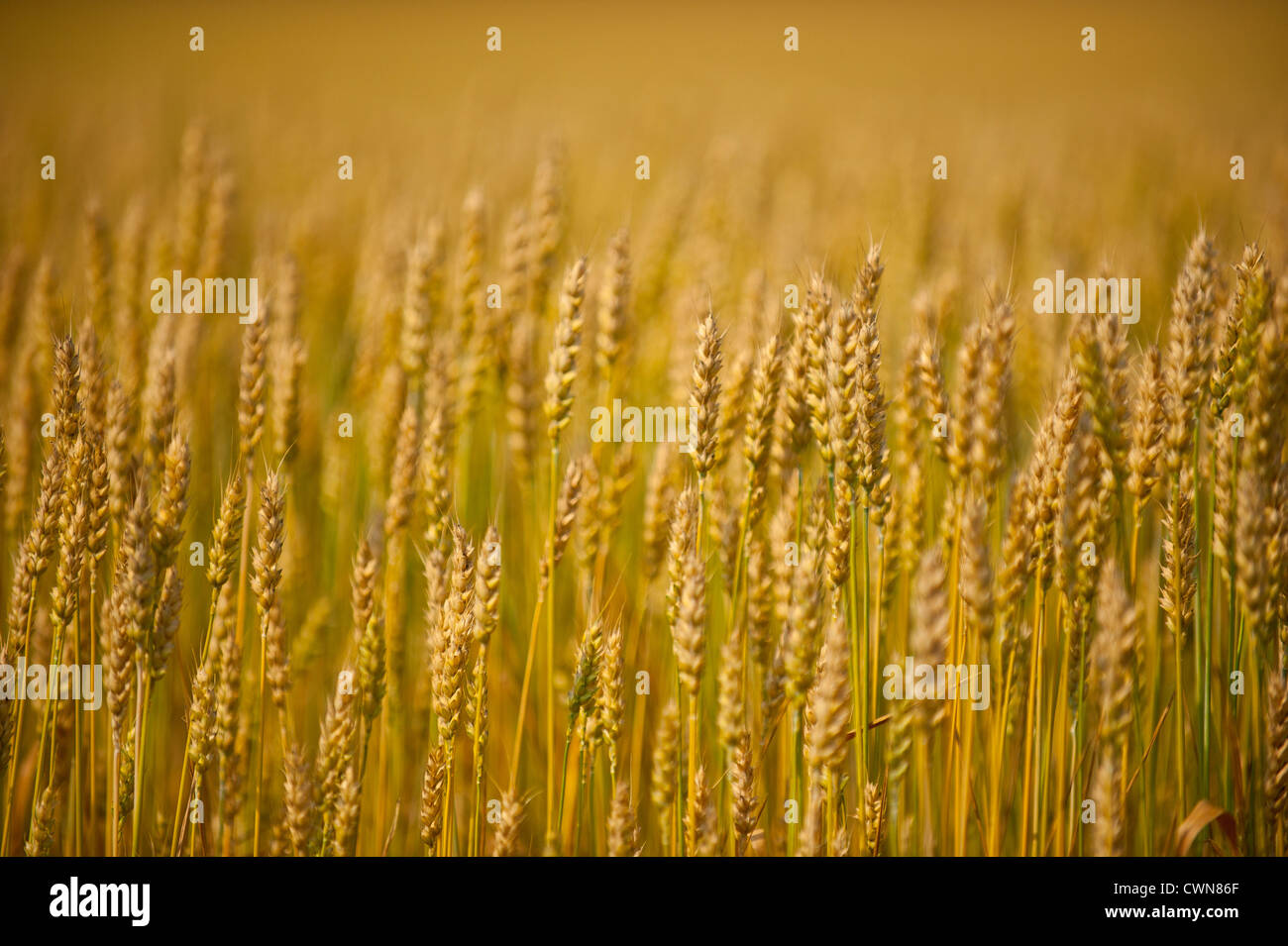 Large field with wheat Stock Photo - Alamy