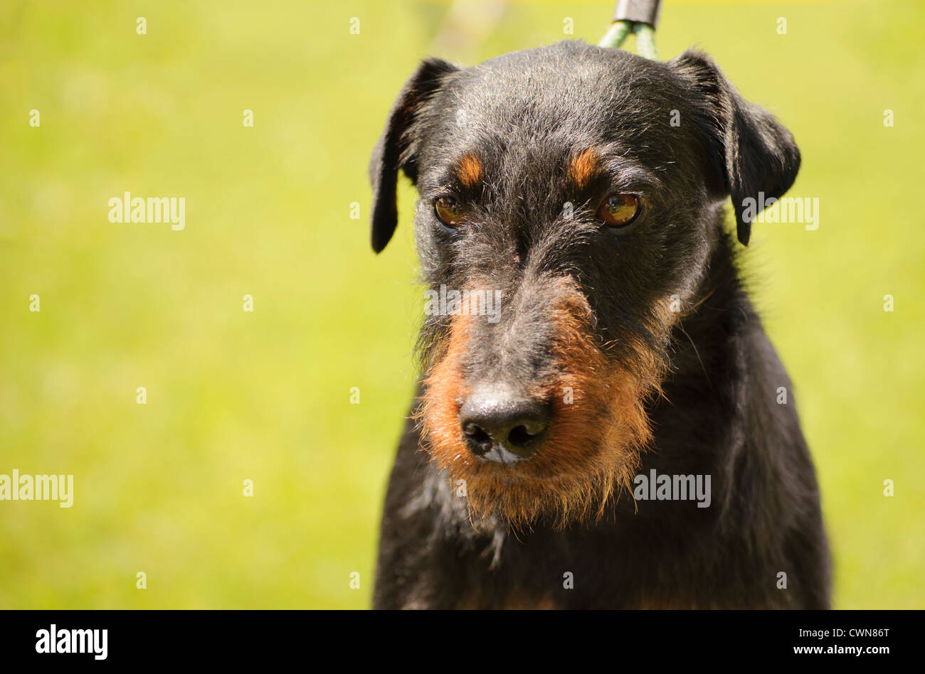 German hunting terrier Stock Photo - Alamy