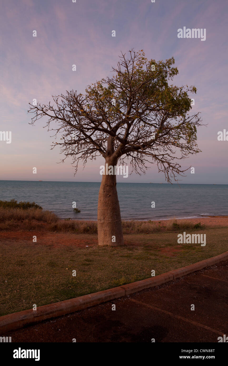 Boab tree at dawn in Broome, Western Australia Stock Photo - Alamy