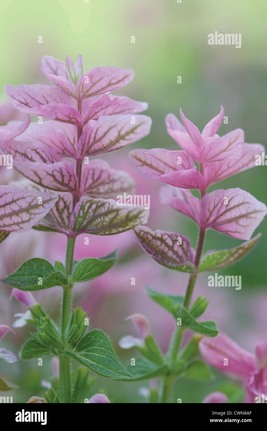 Salvia viridis 'Pink Sunday, Sage, Clary sage Stock Photo - Alamy