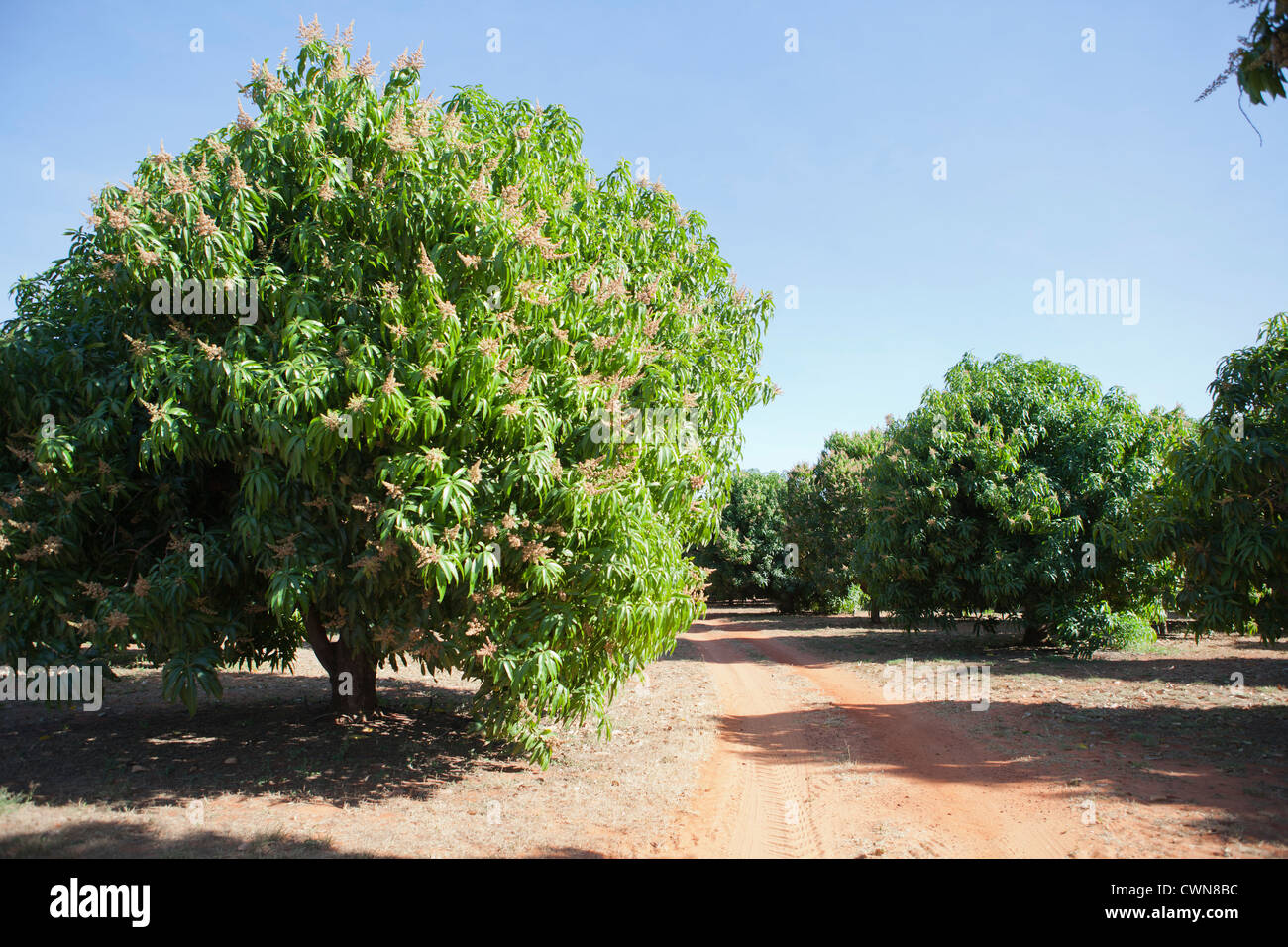 Mango tree australia hi-res stock photography and images - Alamy