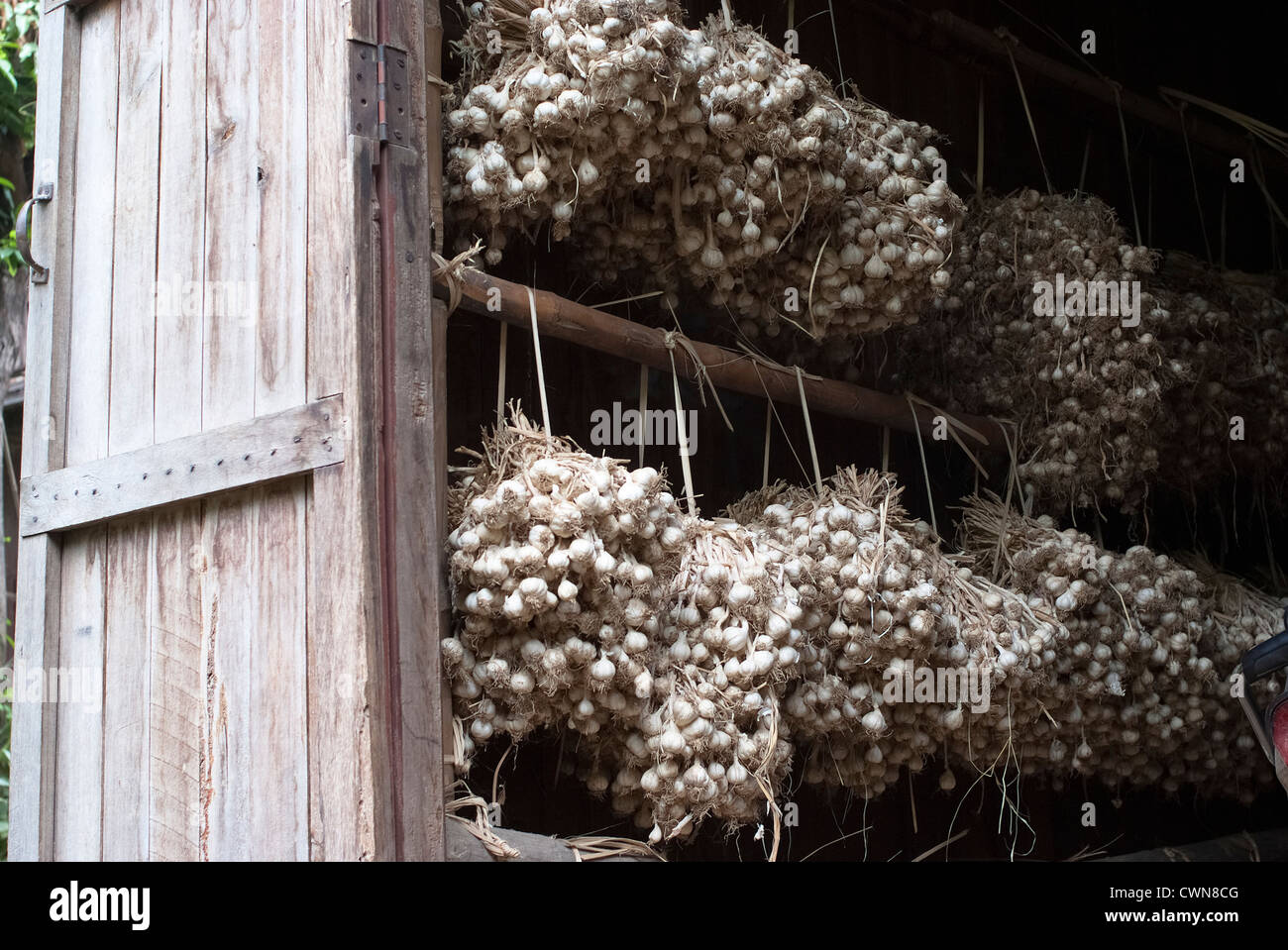 Dry garlic bulbs in a storage Stock Photo - Alamy
