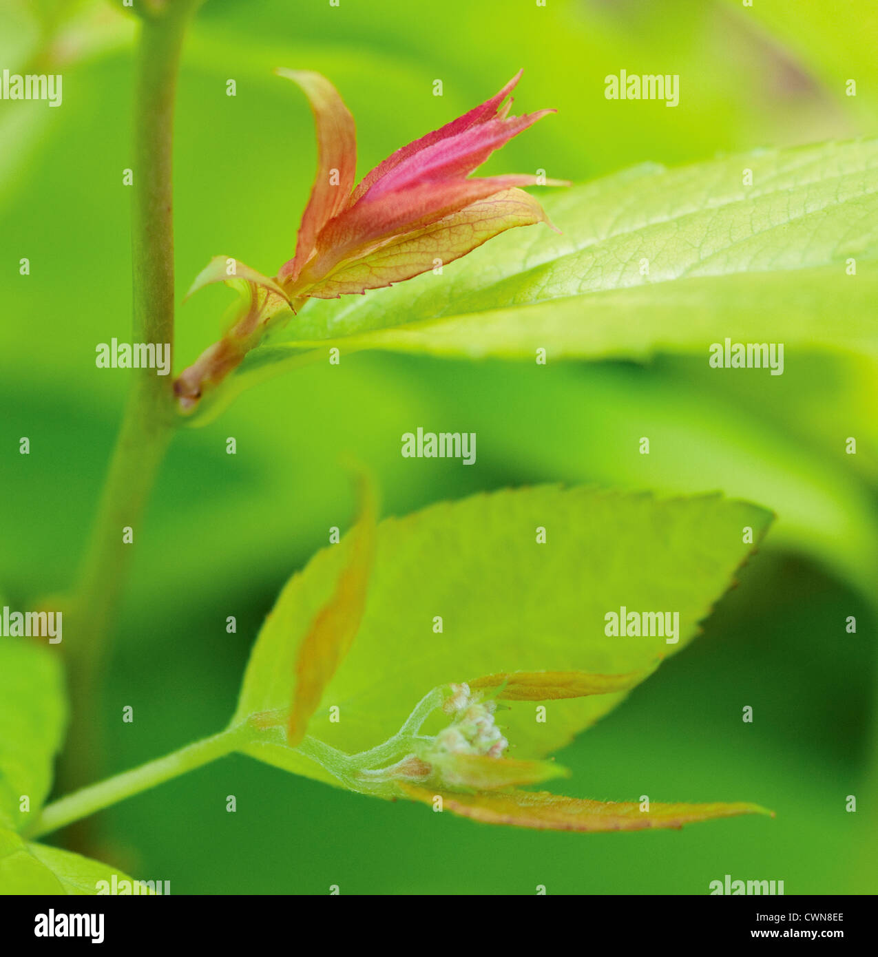 Facing leaf hi-res stock photography and images - Alamy