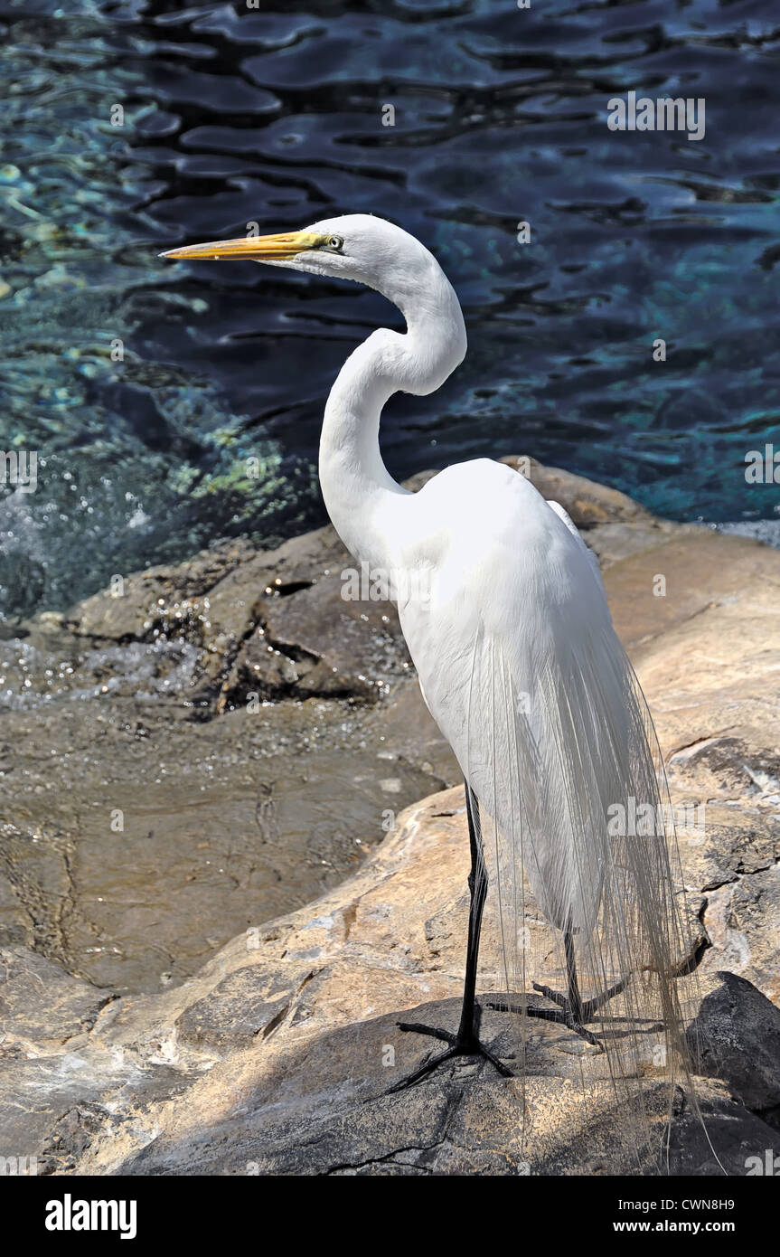 Great white heron near Everglades National Park, Florida, USA Stock ...