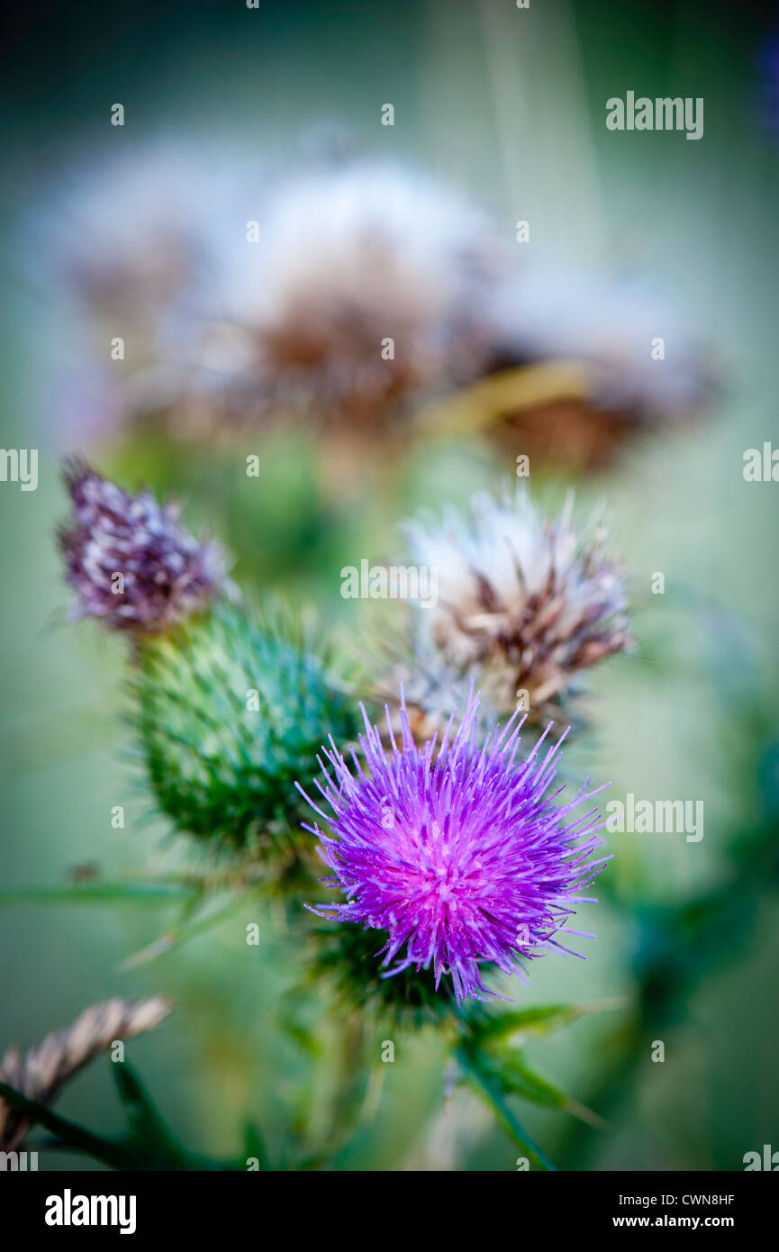 shallow focus plant flower Stock Photo - Alamy