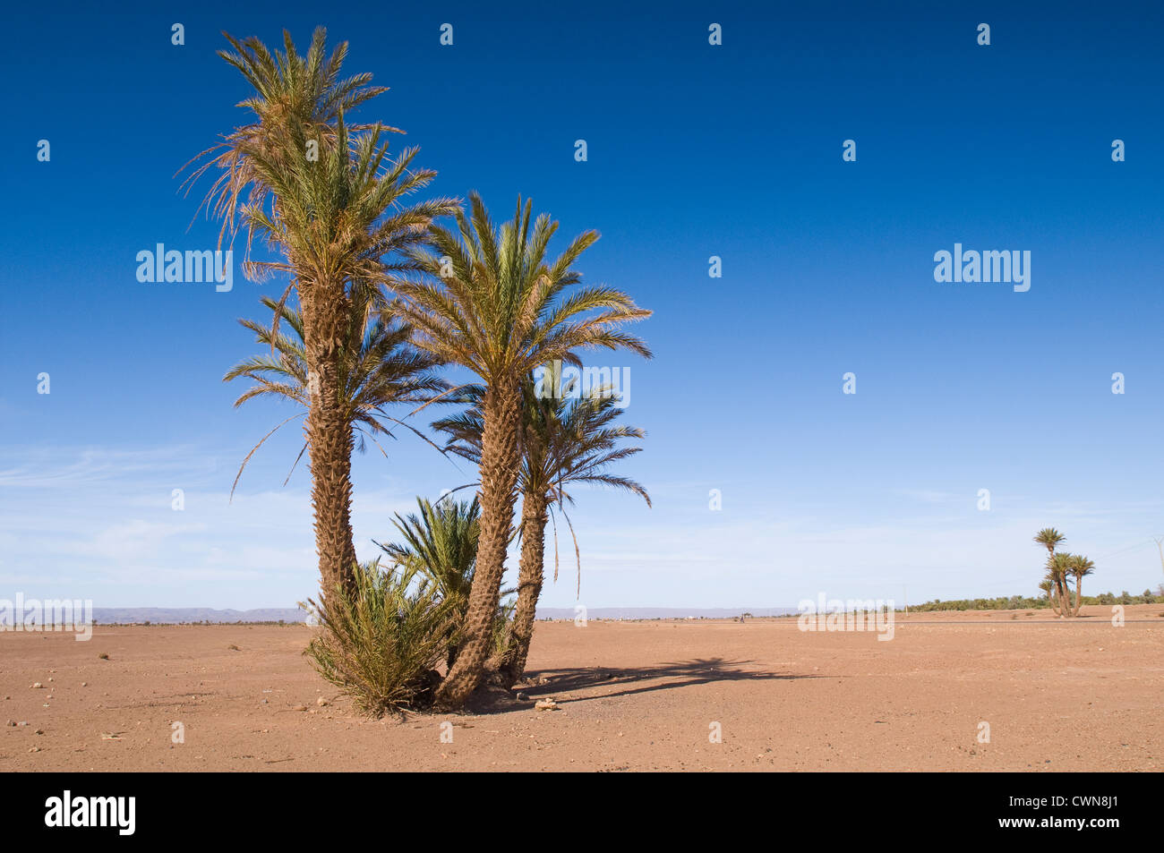 Phoenix dactylifera, Palm, Date palm Stock Photo - Alamy
