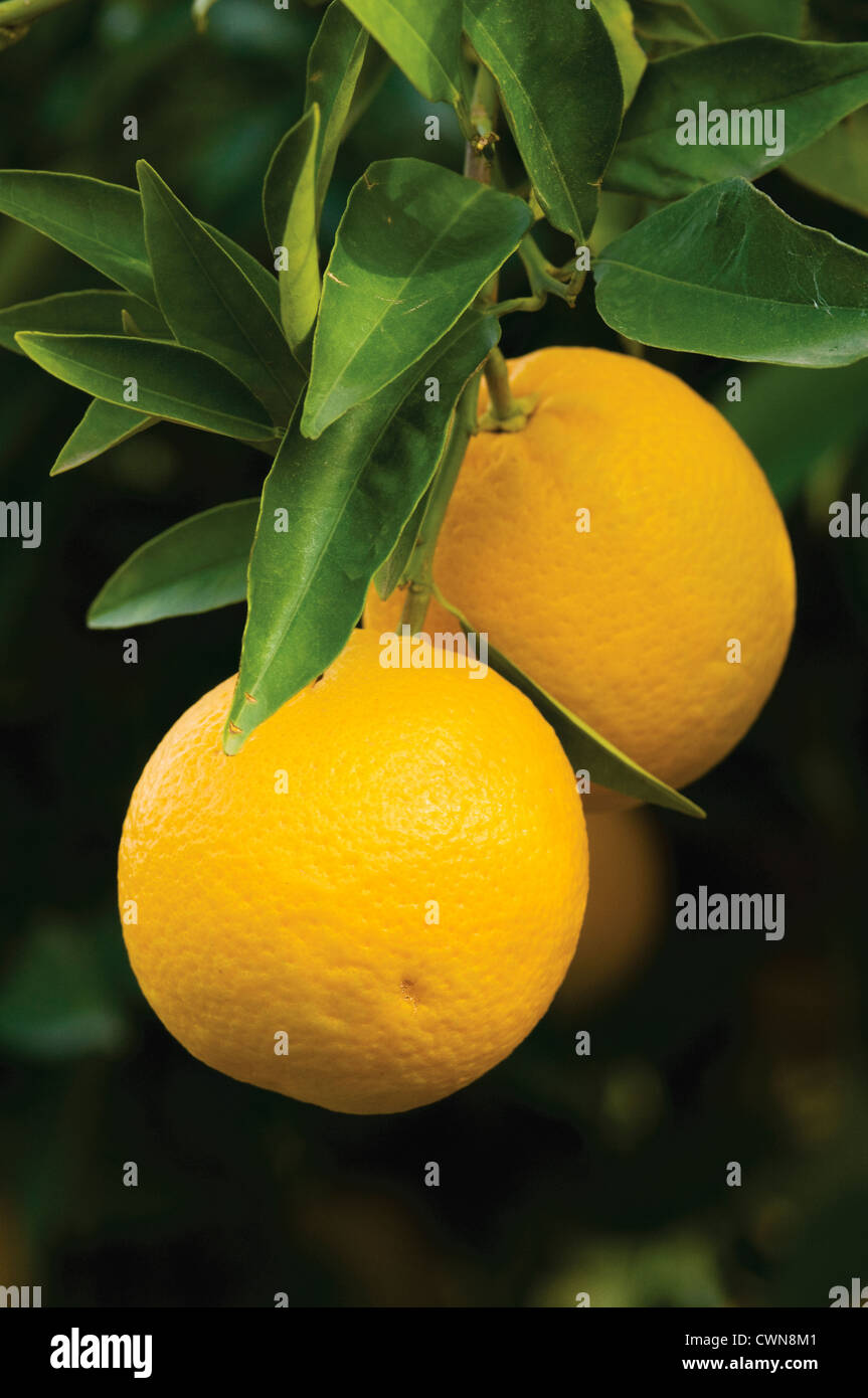 Citrus sinensis hi-res stock photography and images - Alamy