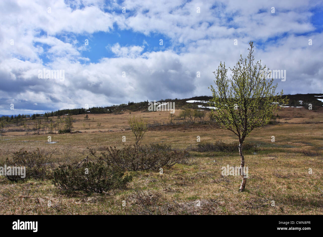 Spring landscape of Lierne National Park, Norway Stock Photo - Alamy