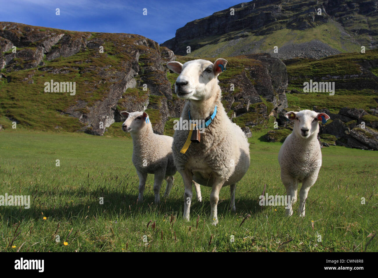 Three Sheep