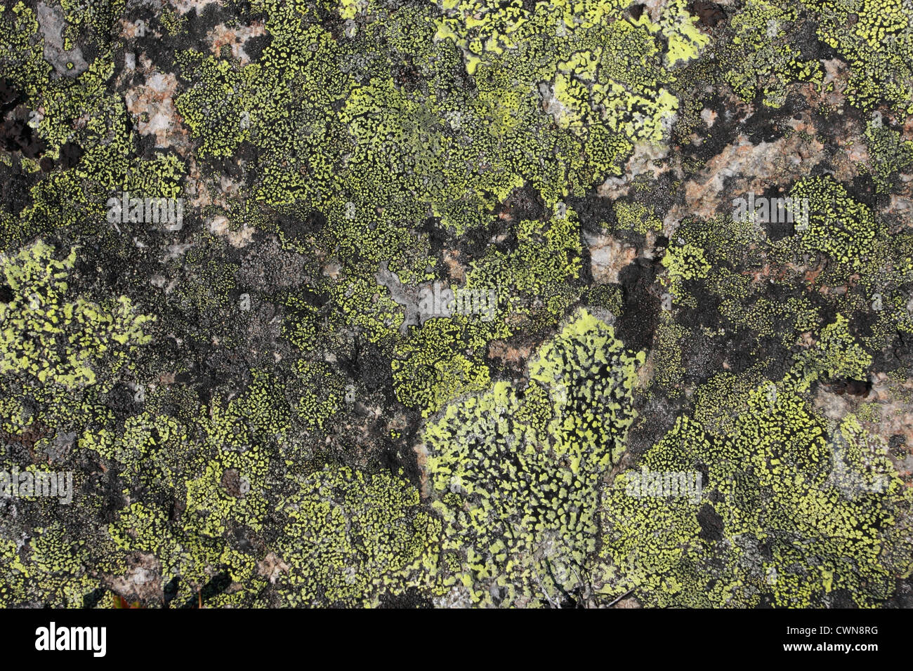 Lichen texture on a rock Stock Photo - Alamy