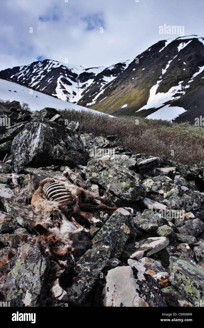 Reindeer corpse in the mountains of Sarek National Park, Sweden Stock ...