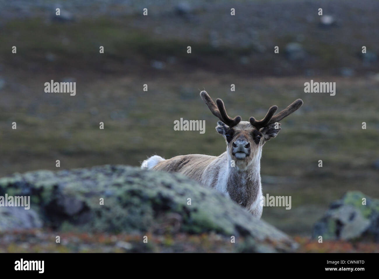 Reindeer in the tundra landscape Stock Photo - Alamy