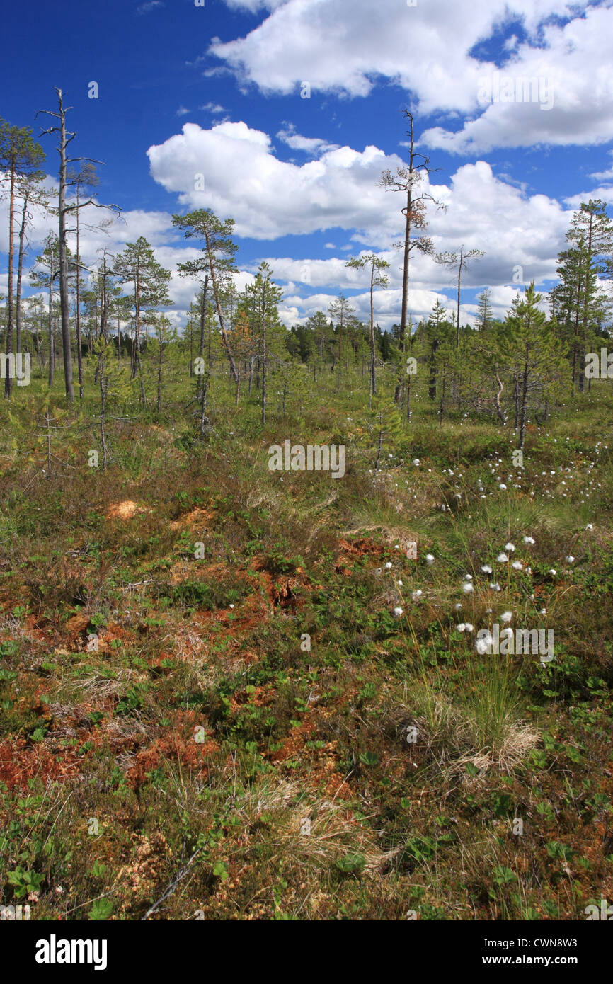 Bog landscape with some pines in Sweden Stock Photo - Alamy
