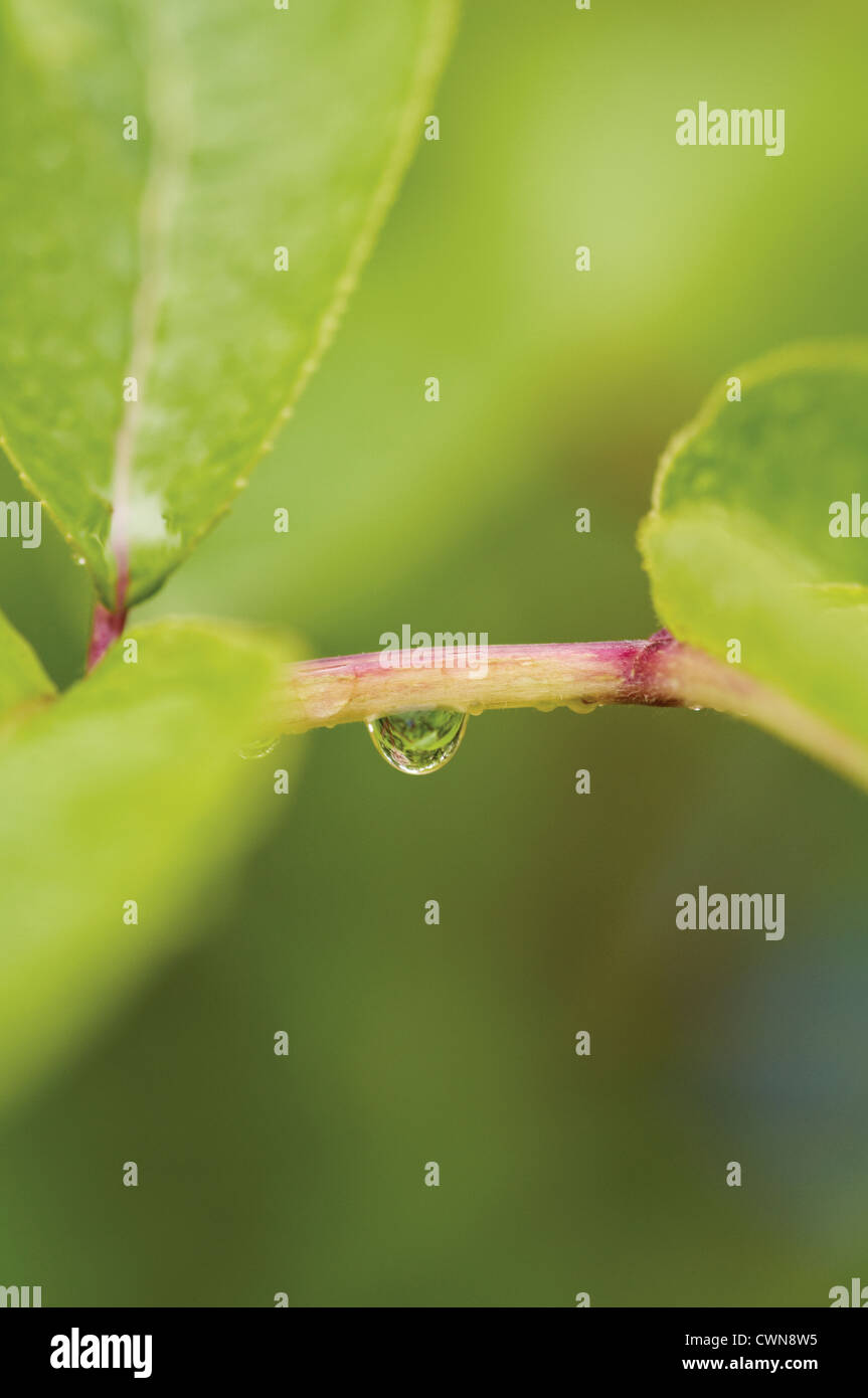 Magnified leaf hi-res stock photography and images - Alamy