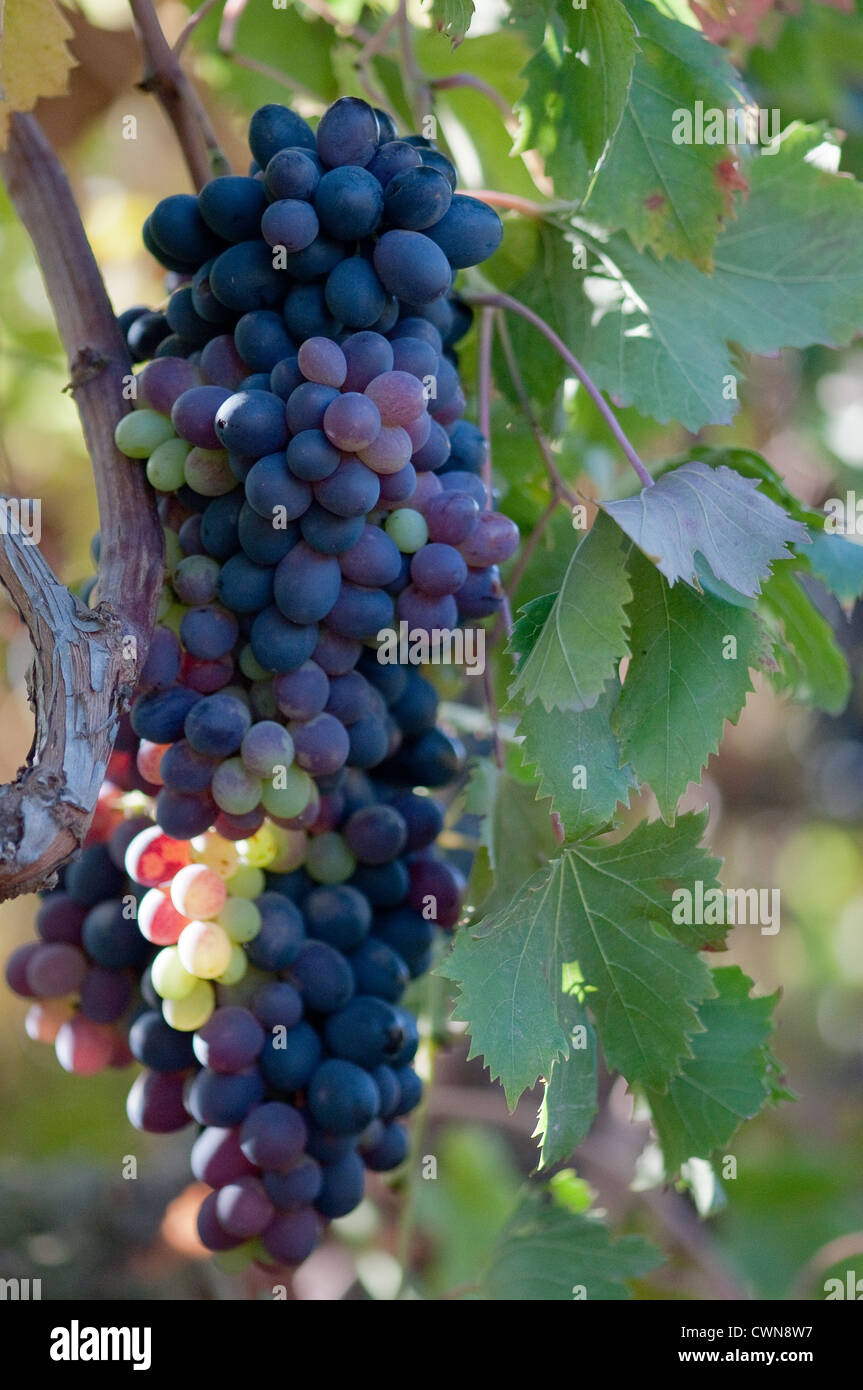 vertical grape bunch hanging on a vine with green leaves Stock Photo ...