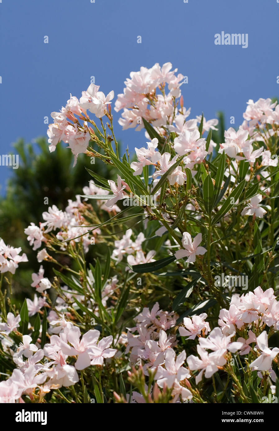 Oleander Plant High Resolution Stock Photography and Images - Alamy
