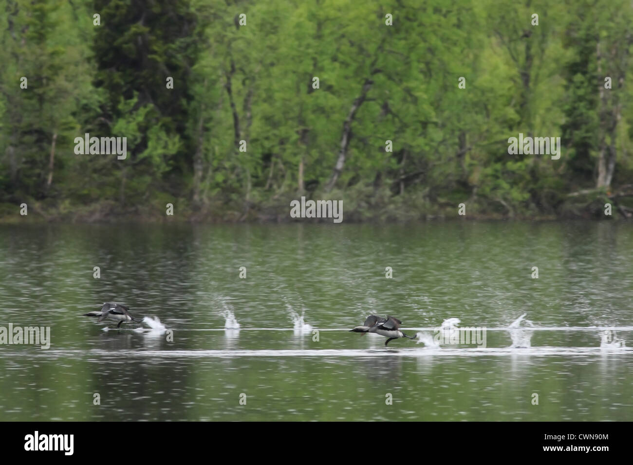 Black-Throated Loons taking off running on water Stock Photo - Alamy