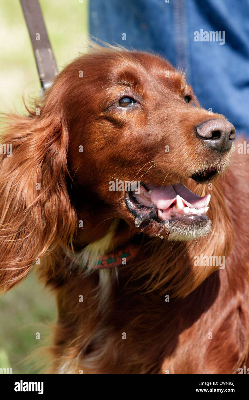 A study of an excited Red Setter, or Irish Setter dog Stock Photo - Alamy