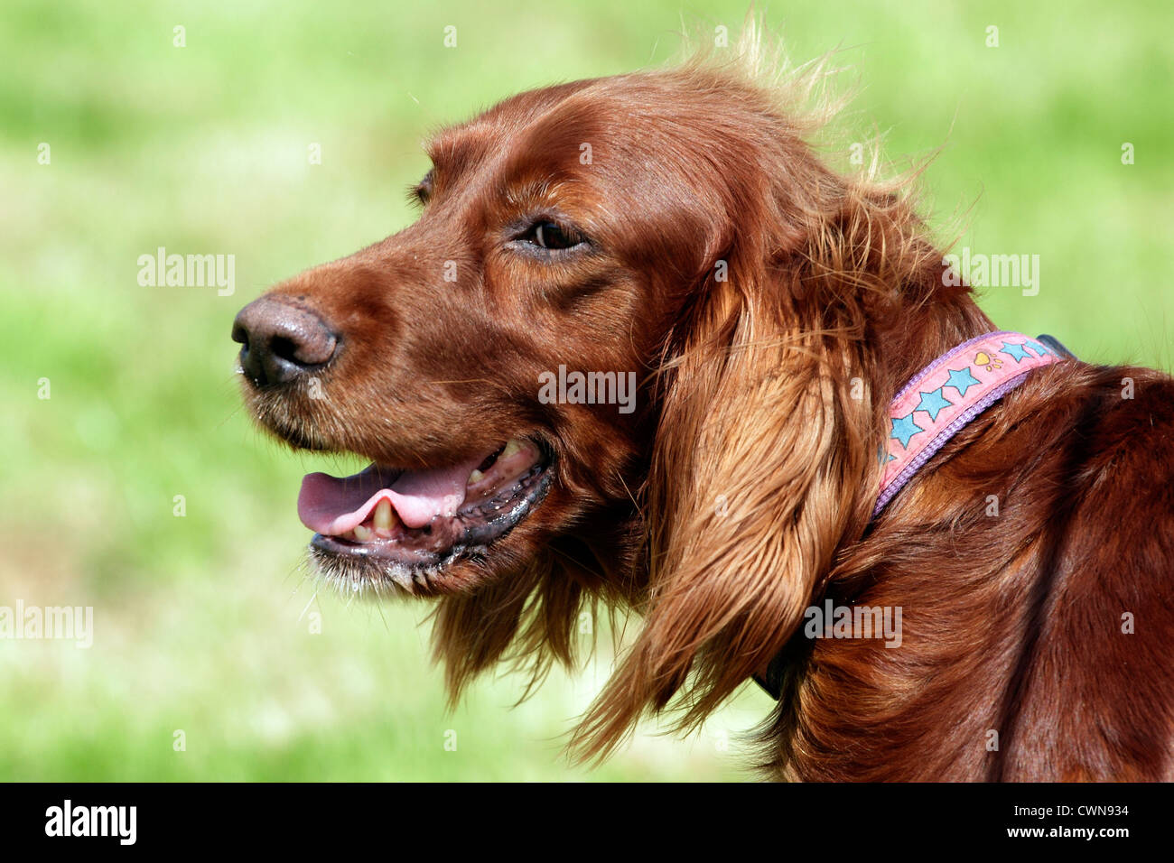 A head and shoulders portrait study of a Red Setter, or Irish Setter ...