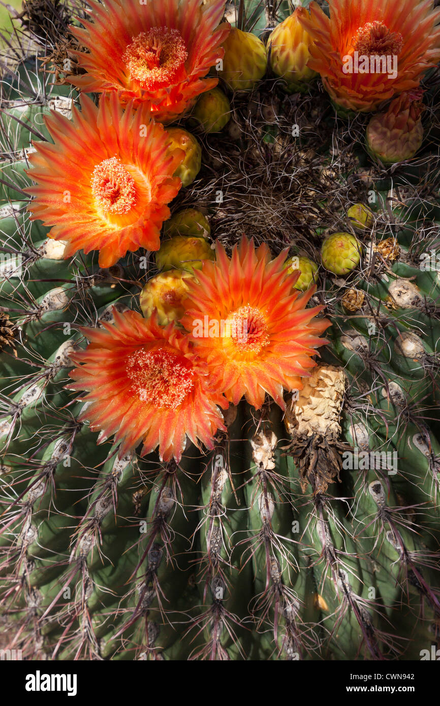 Arizona Barrel Cactus, Fishhook Cactus or Candy Barrel Cactus ...
