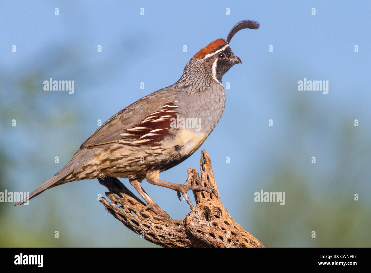 Gambels quail hi-res stock photography and images - Alamy