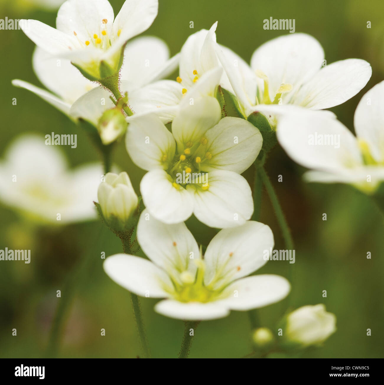 Tiny pretty open flowers hi-res stock photography and images - Alamy